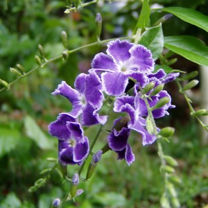 Duranta Erecta | Sweet Memories | 10 Seeds - Etsy