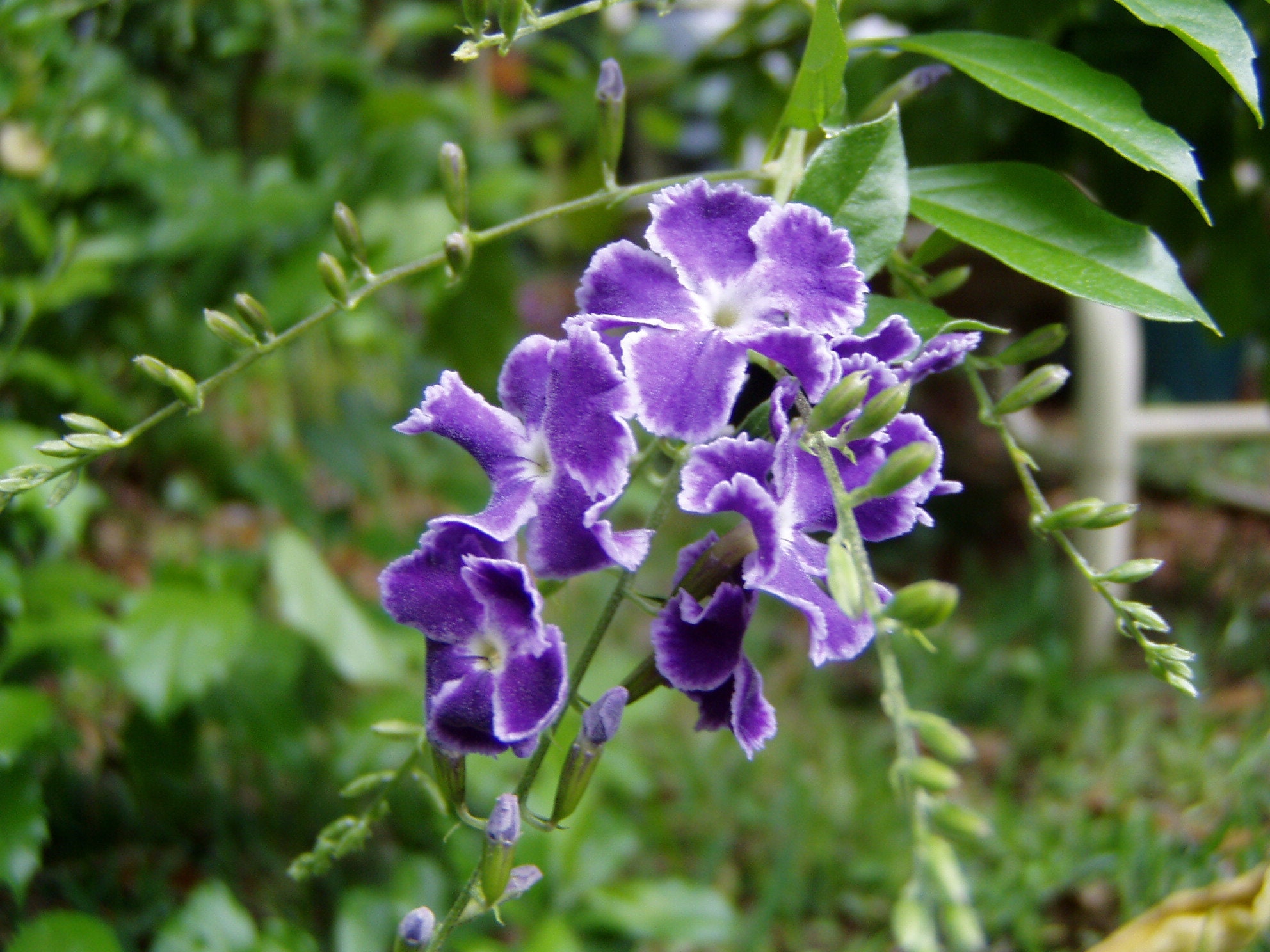 Duranta Erecta | Sweet Memories | 10 Seeds - Etsy
