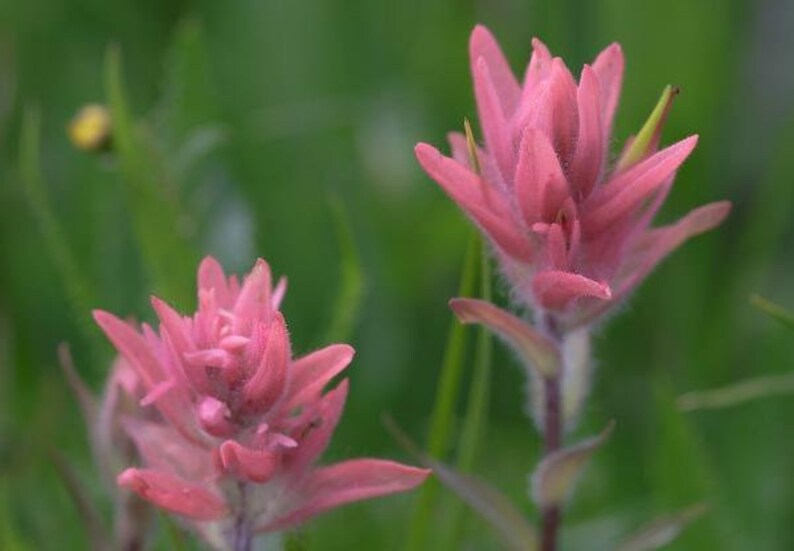 Castilleja Rhexifolia Alpine Paintbrush Pink Paintbrush - Etsy