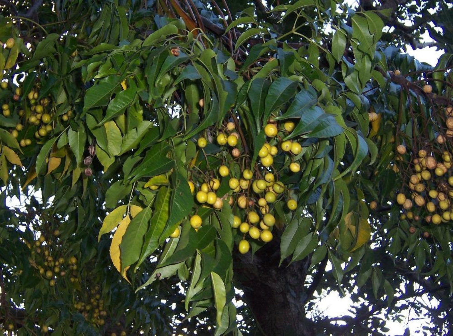 Melia Azedarach | Chinaberry Tree | Syringa Berry Tree | Cape Lilac ...