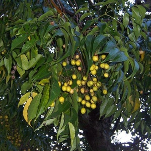 Melia Azedarach | Chinaberry Tree | Syringa Berry Tree | Cape Lilac ...