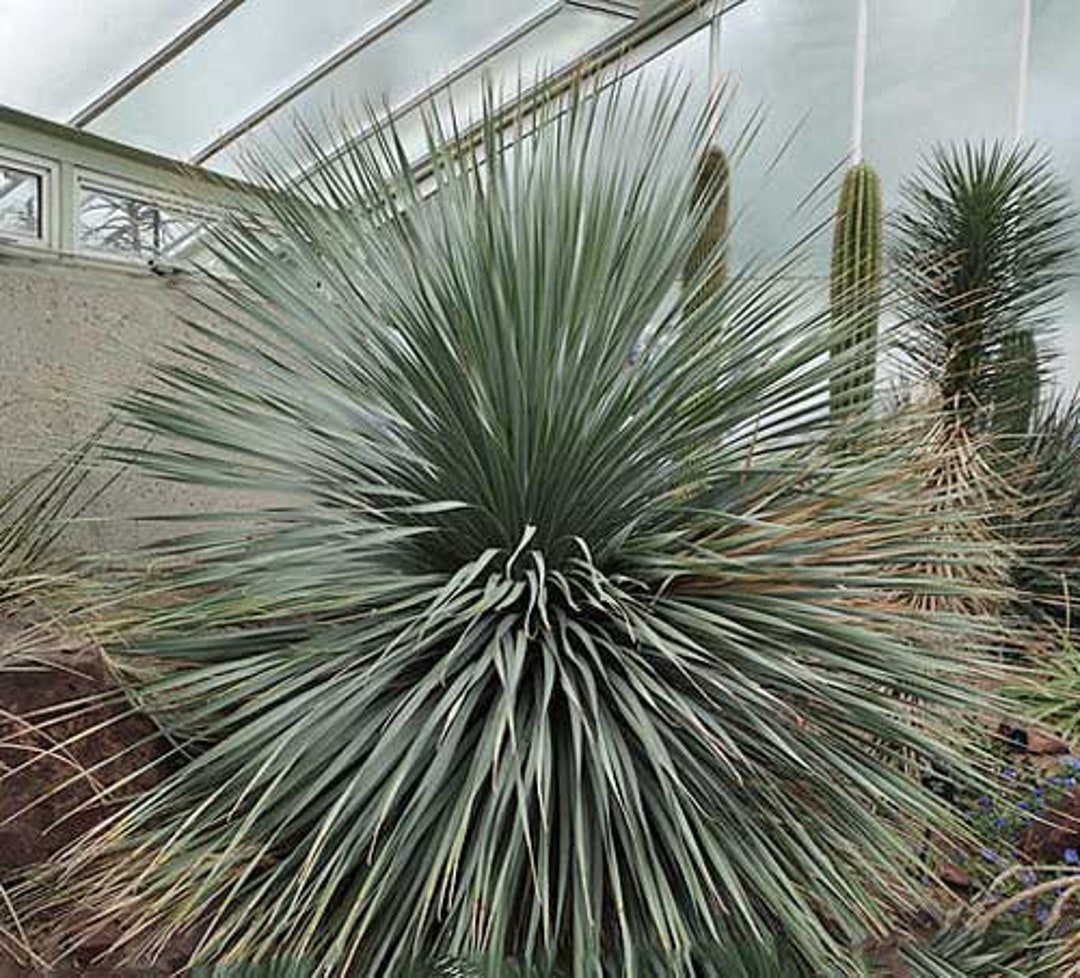 Dasylirion Wheeleri | Blue Sotol | Desert Spoon | 10 Seeds - Etsy