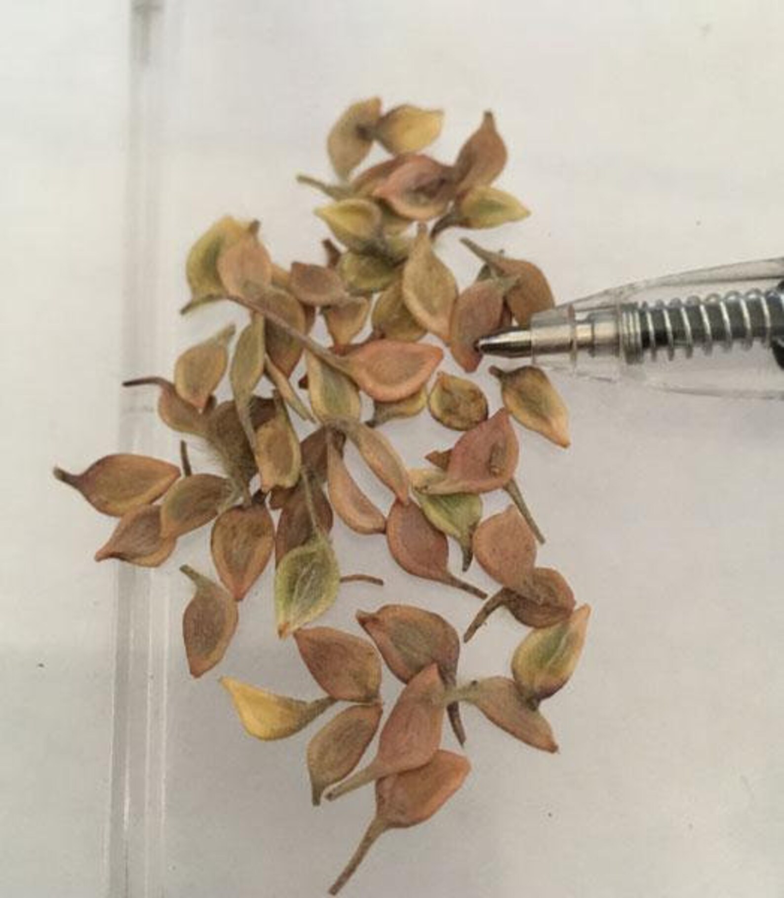 Clematis Scottii | Scotts Clematis | 5 Seeds - Etsy