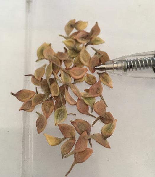 Clematis Scottii | Scotts Clematis | 5 Seeds - Etsy