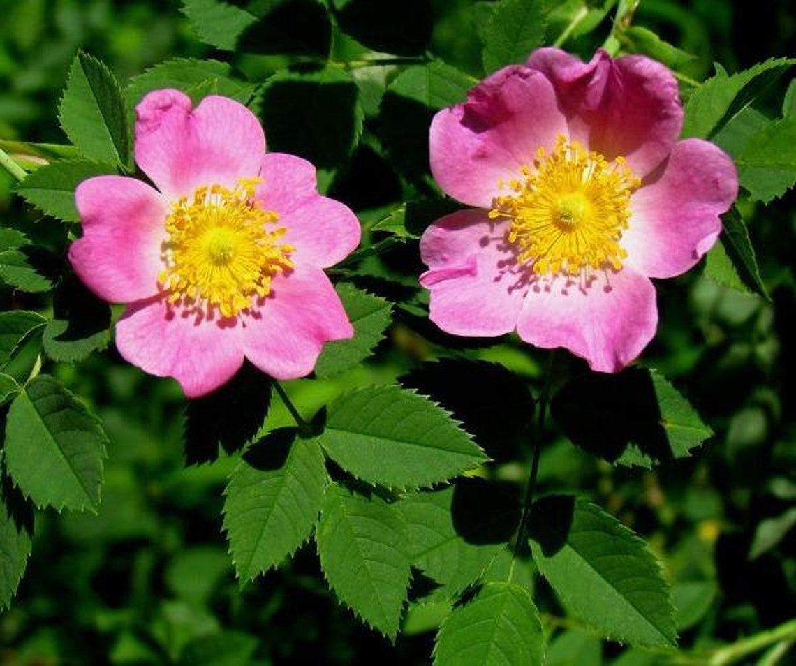 Rosa Carolina Pasture Rose Carolina Rose Wild Rose | Etsy