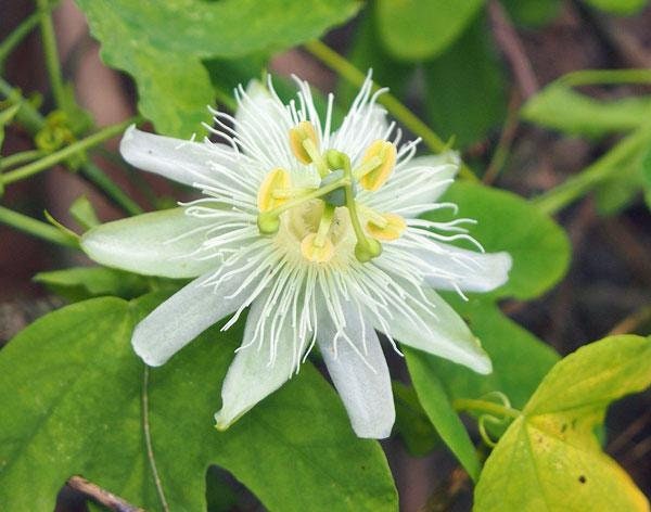 Passiflora Subpeltata | White Passionflower | 10 Seeds - Etsy