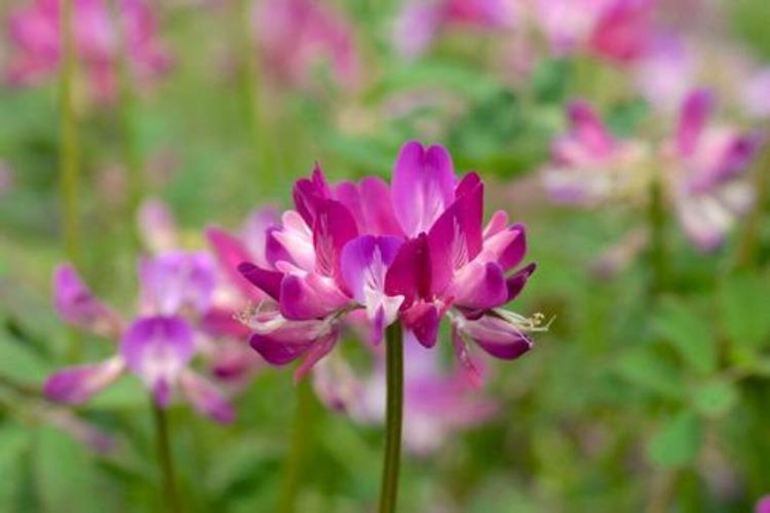 Astragalus Sinicus Chinese Milkvetch 50 Seeds | Etsy
