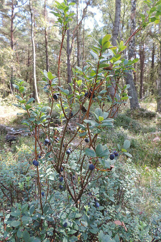 Vaccinium Uliginosum | Alpine Blueberry | 10 Seeds - Etsy