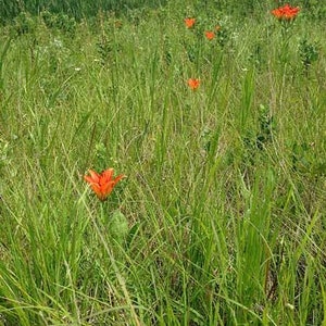 Lilium Philadelphicum | Philadelphia, Prairie or Wood Lily | 25 Seeds ...
