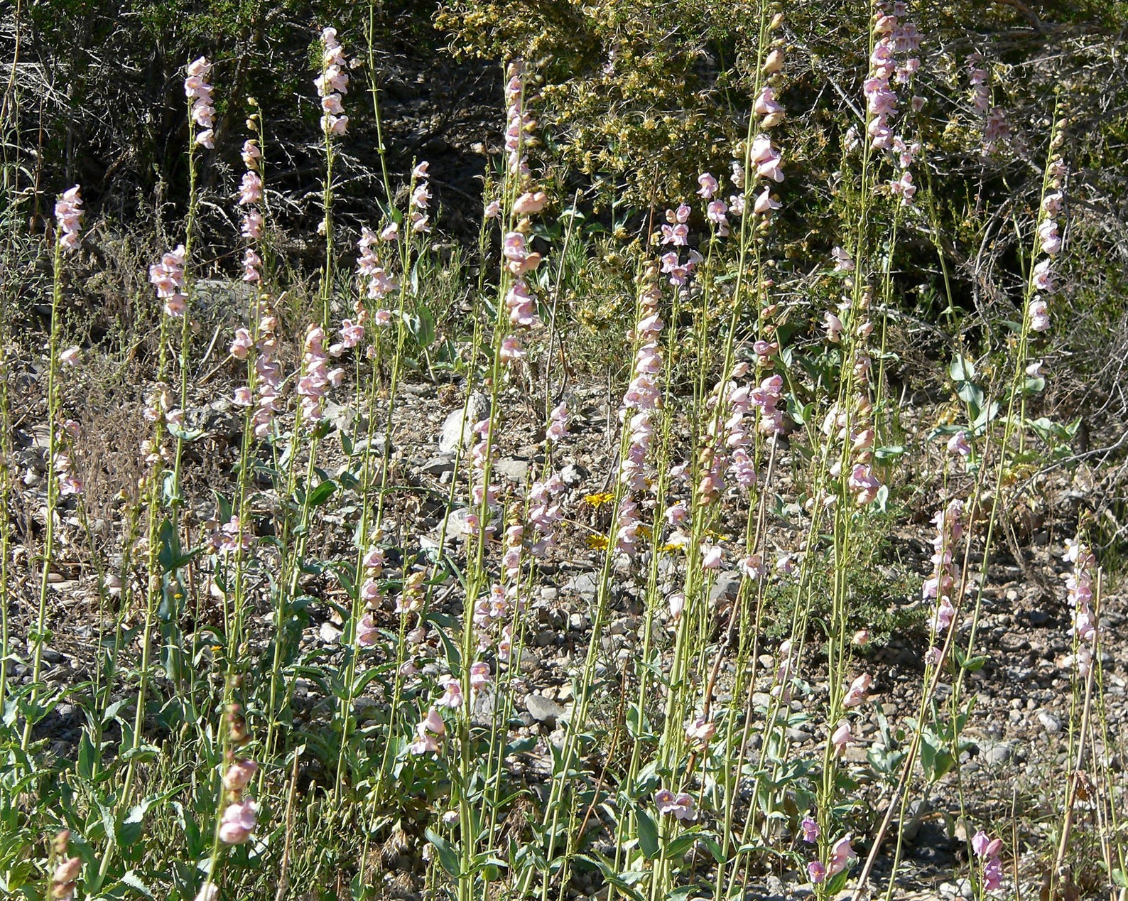 Penstemon Palmeri Palmer's Penstemon Scented - Etsy
