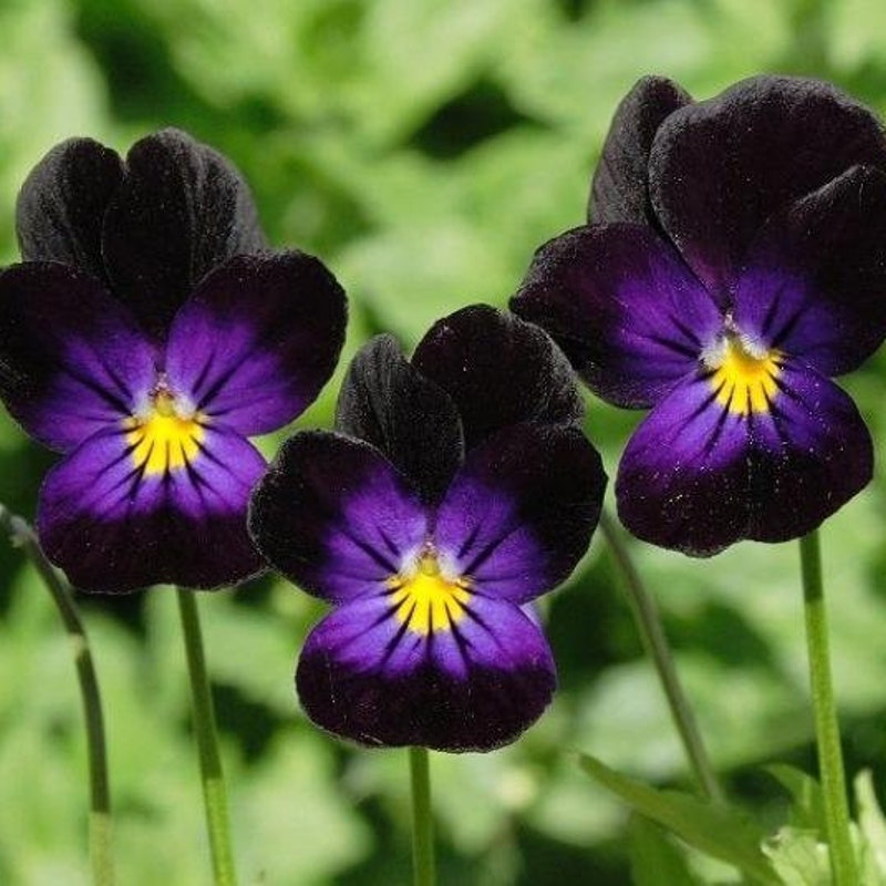 Wild Violet Seeds - Etsy