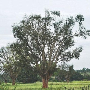 Ficus Amplissima | Indian Bat Tree | Pimpri | Pipri | Pipali | 100 ...