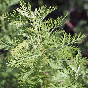 Artemisia Frigida | Fringed Sagewort | Pasture or Prairie Sage | 20 ...