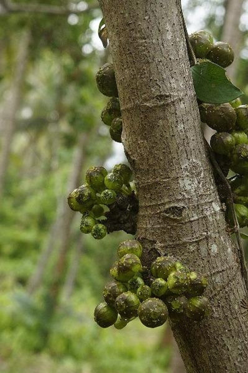 Ficus Hispida Hairy Fig Boombil Opposite Leaf Fig 50 - Etsy