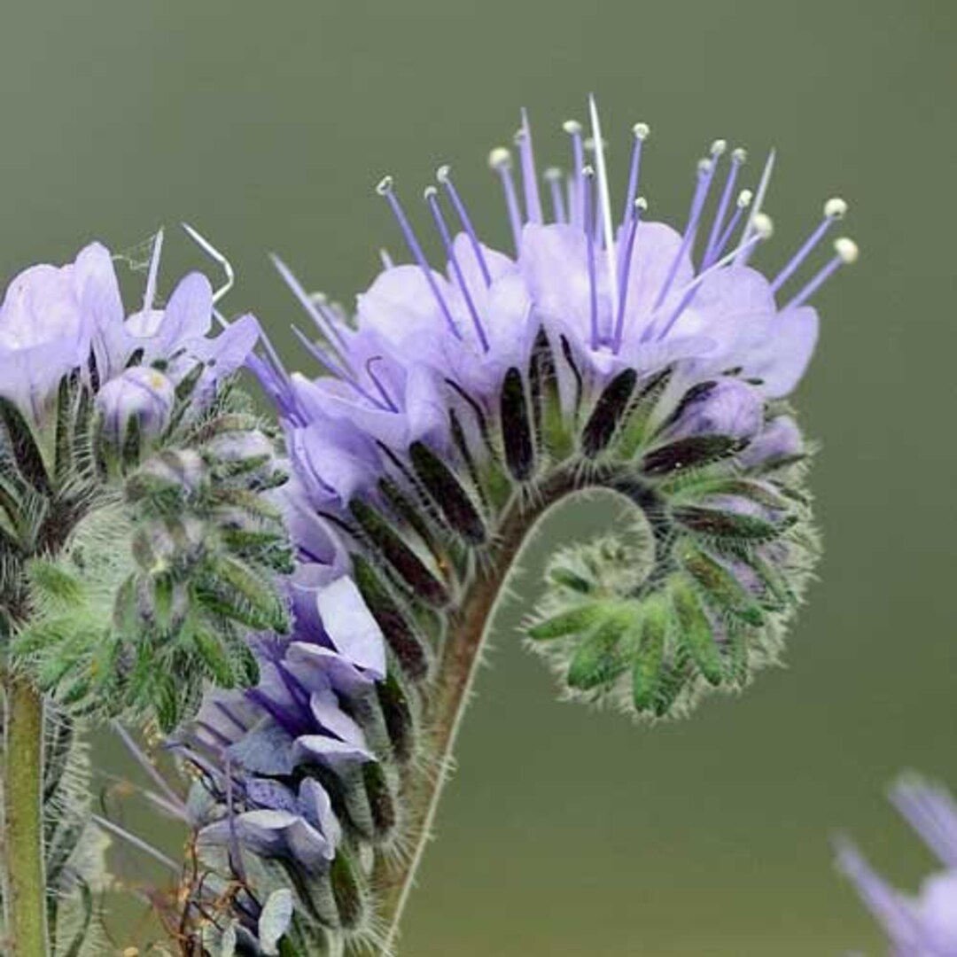 Phacelia Tenacetifolia | Lacy Phacelia | Fiddleneck | 300 Seeds - Etsy