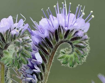 20 Tall Fernleaf Fiddleneck Seeds-1161b - Etsy