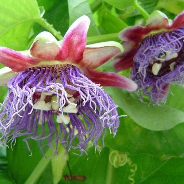 Giant Passion Fruit Plant - Etsy