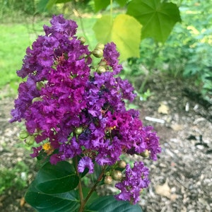 Lagerstroemia Indica 'purpurea' | Dwarf Purple Velvet Crape Myrtle ...