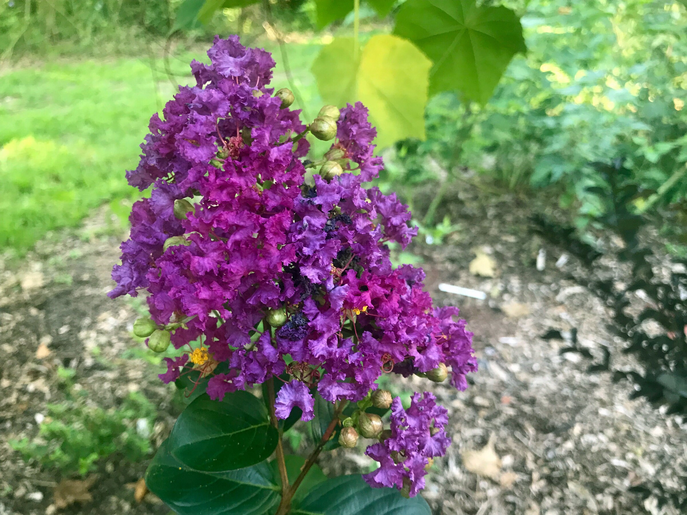 Lagerstroemia Indica 'purpurea' | Dwarf Purple Velvet Crape Myrtle ...