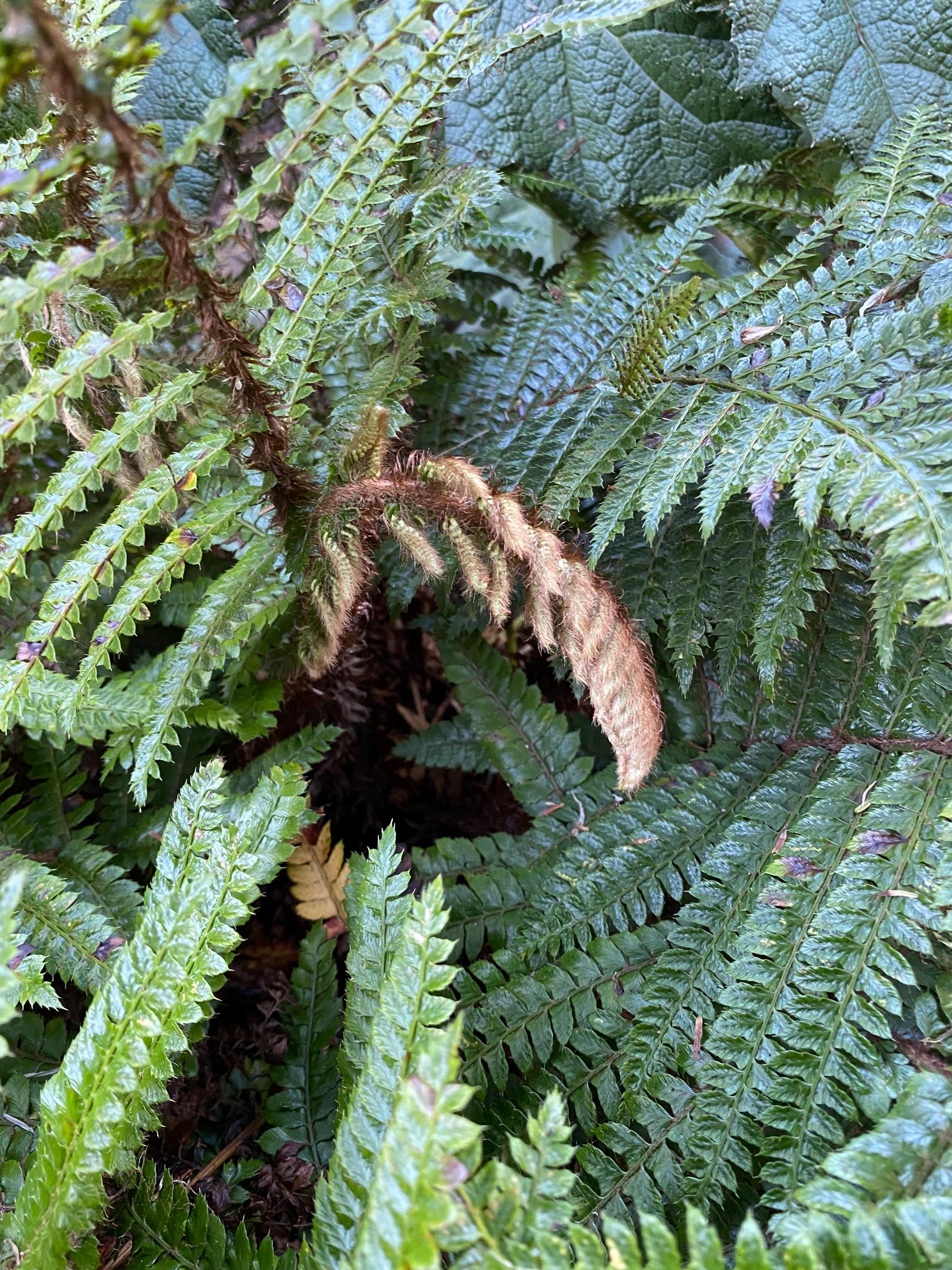 Polystichum Polyblephorum | Japanese Tassel Fern | 250 Spores - Etsy