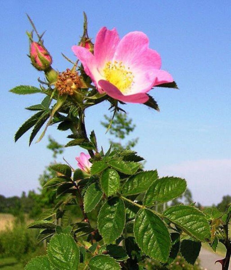 Rosa Eglantaria Sweetbriar Rose Eglantine Rose 20 Seeds | Etsy