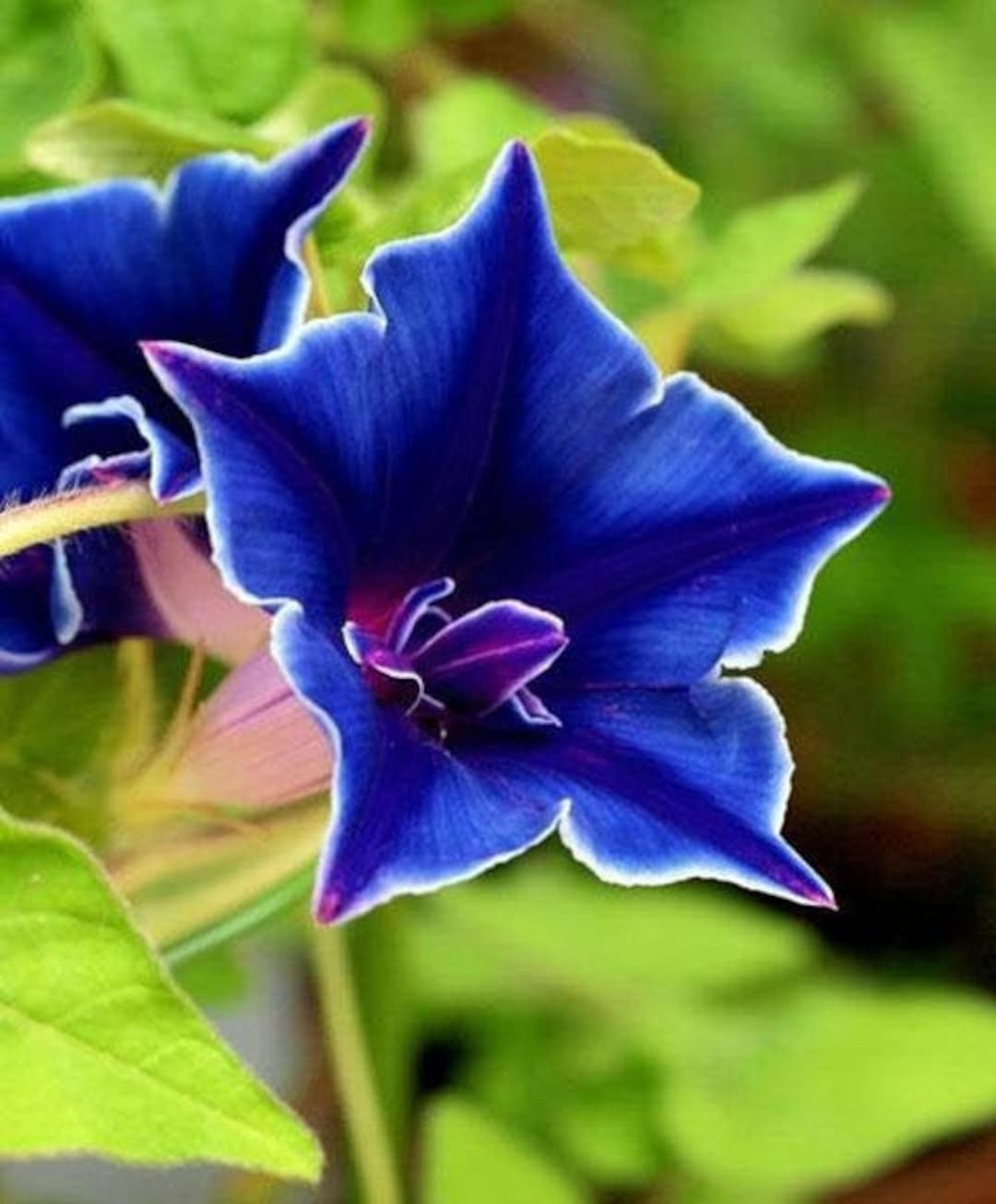 Ipomoea Nil | Blue Picotee | 5 Seeds - Etsy
