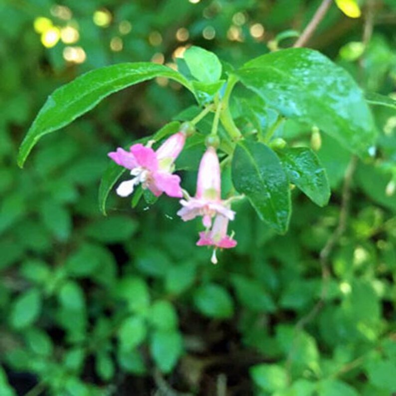 Small Leaf Fuchsia Seeds | Fuchsia Microphylla - Etsy