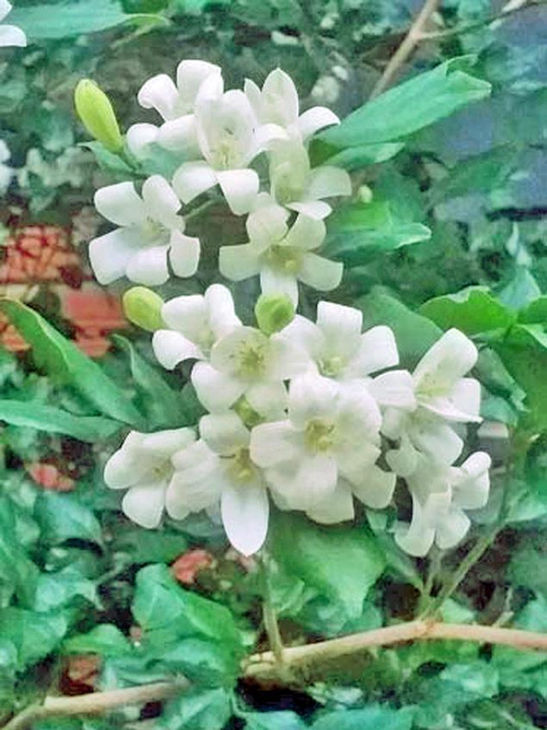 Murraya Paniculata Tall Variety | Orange Jasmine | 5 Seeds - Etsy