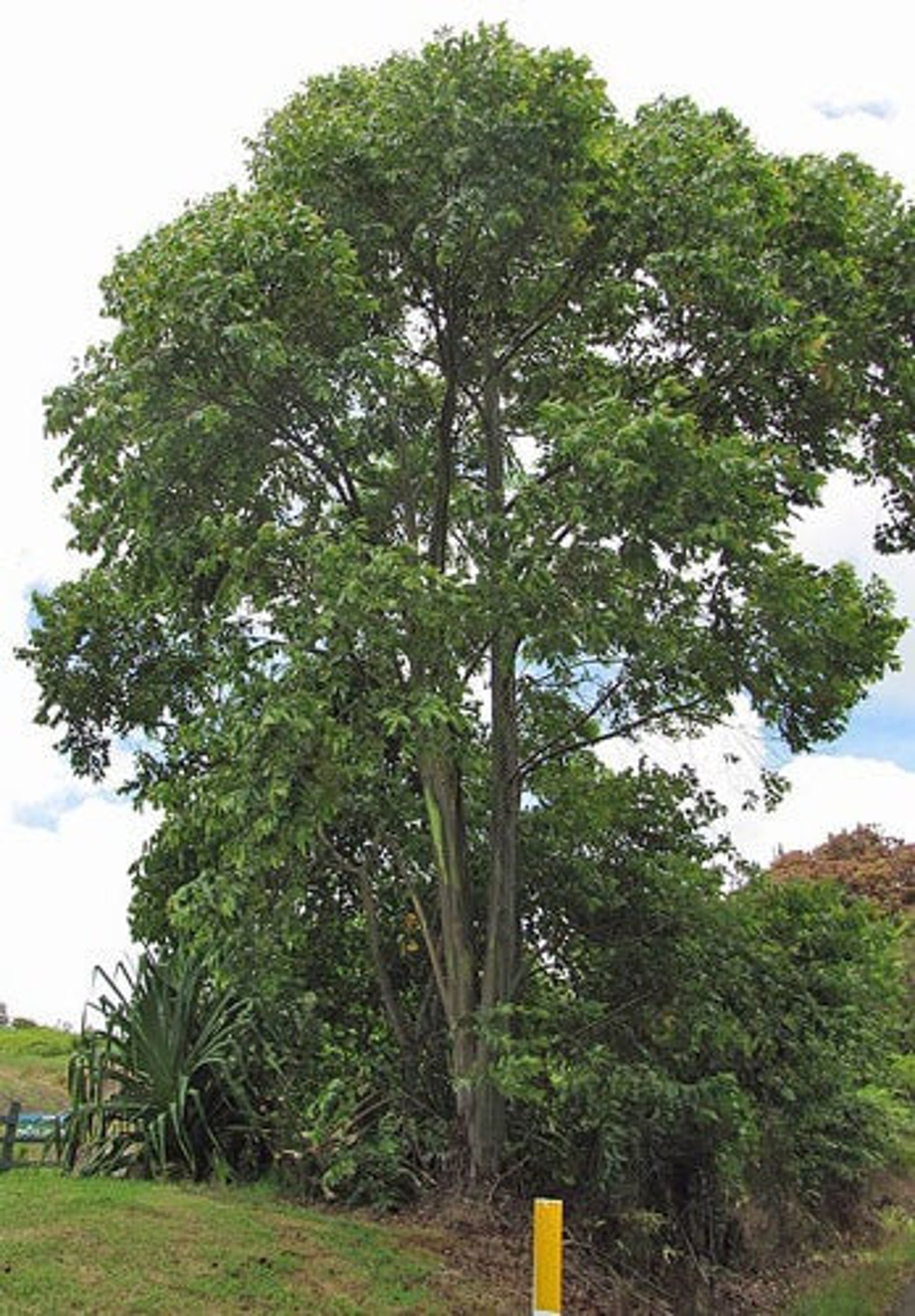 Eucalyptus Deglupta | Rainbow Eucalyptus | 100 Seeds - Etsy