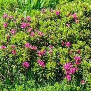 Rhododendron Ferrugineum | Dwarf Alpenrose | Snow-rose | 20 Seeds - Etsy