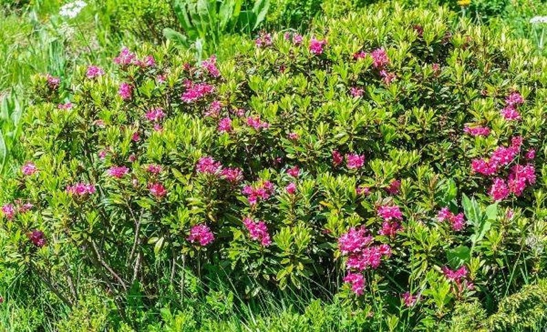 Rhododendron Ferrugineum Dwarf Alpenrose Snow-rose 20 - Etsy