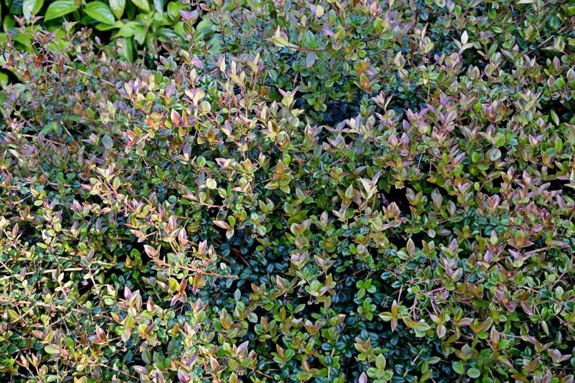 Ugni Molinae | Chilean Guava | Strawberry Myrtle | 30 Seeds - Etsy