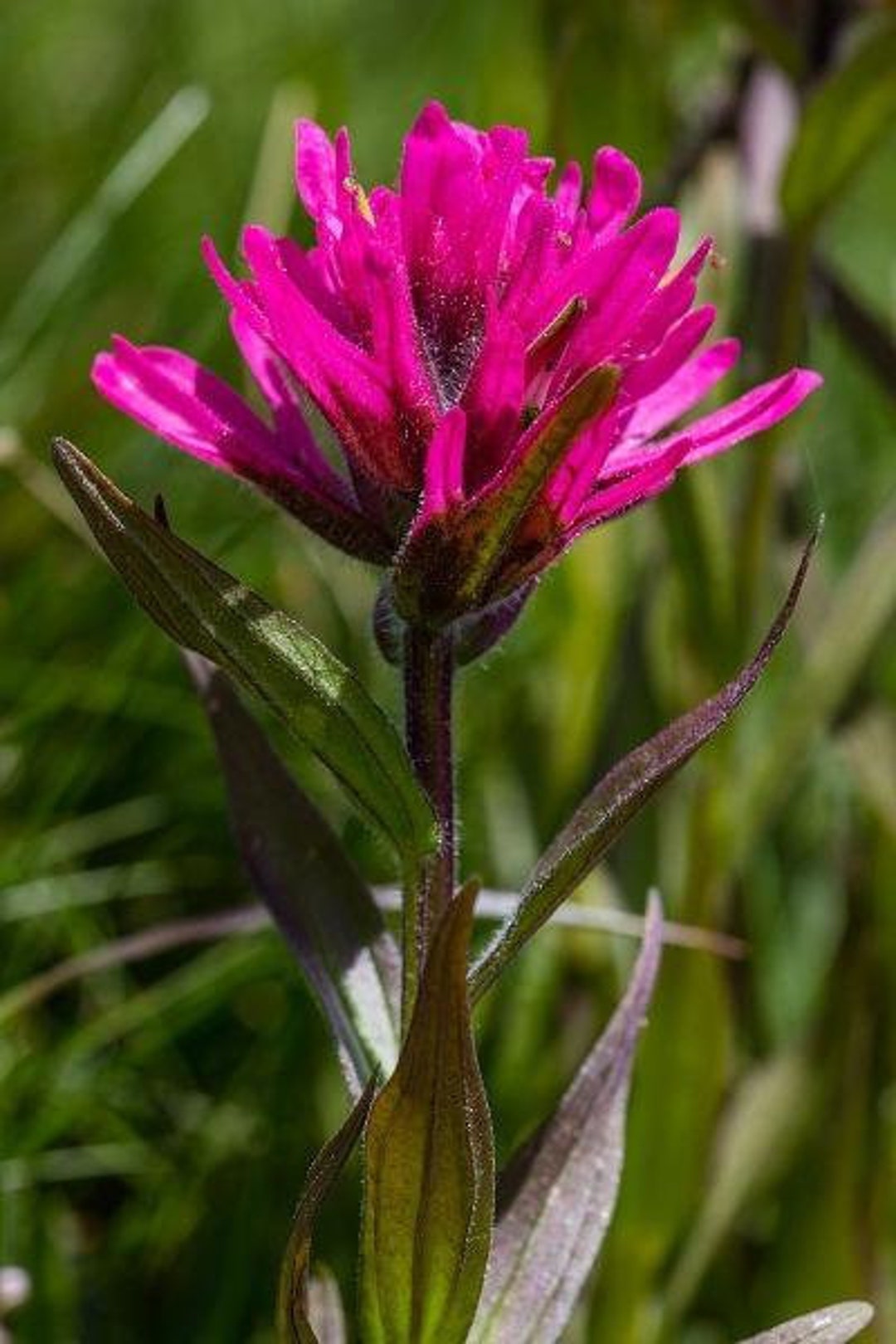 Castilleja Rhexifolia | Alpine Paintbrush | Pink Paintbrush | 20 Seeds ...