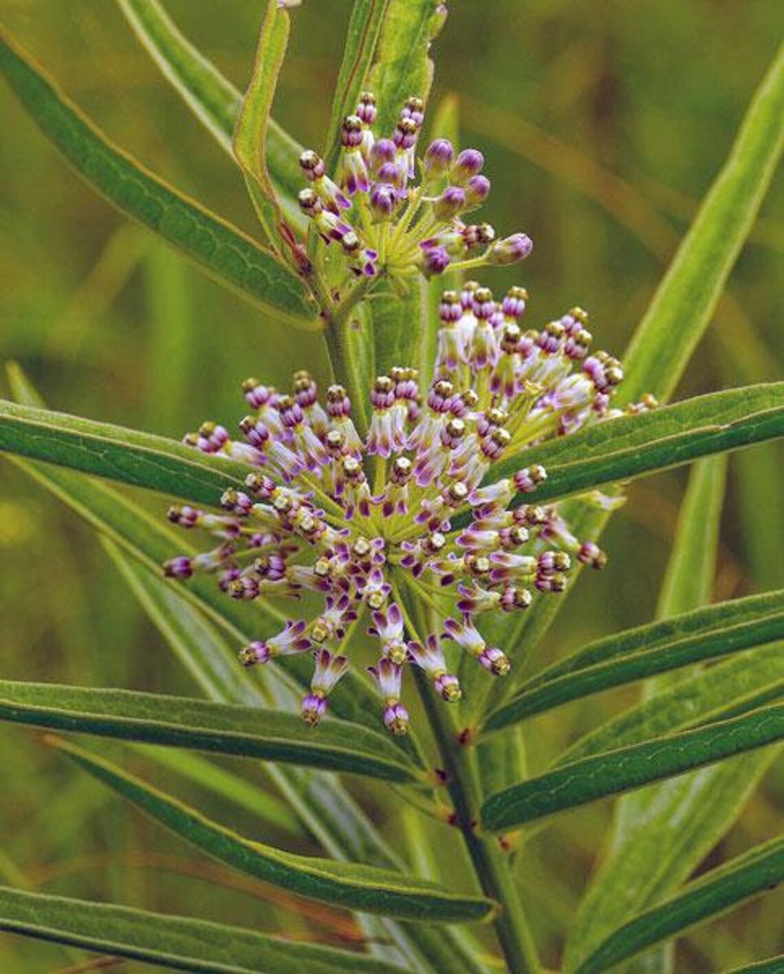 Asclepias Hirtella | Tall Green Milkweed | Prairie Milkweed | 10 Seeds ...