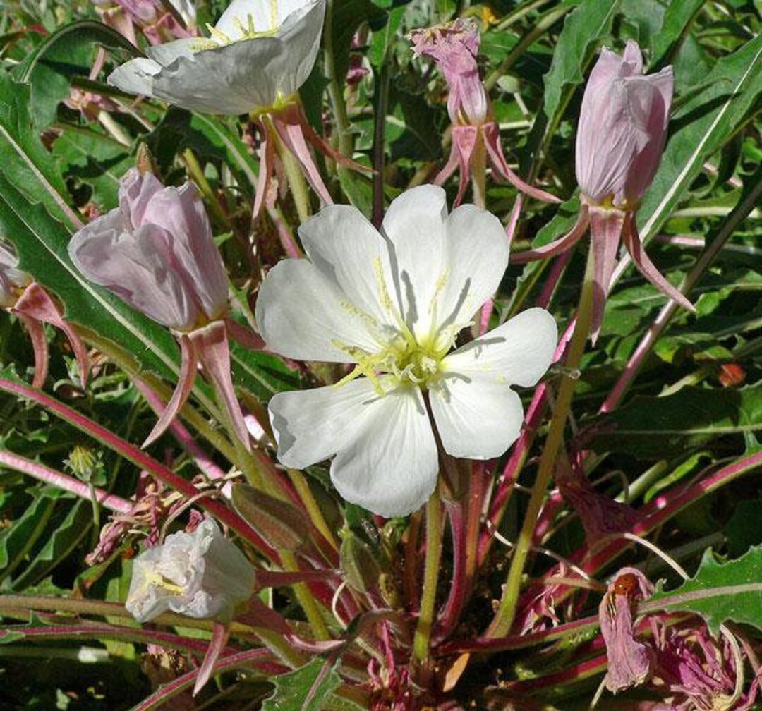 Oenothera Caespitosa | Tufted Evening Primrose | 10 Seeds - Etsy