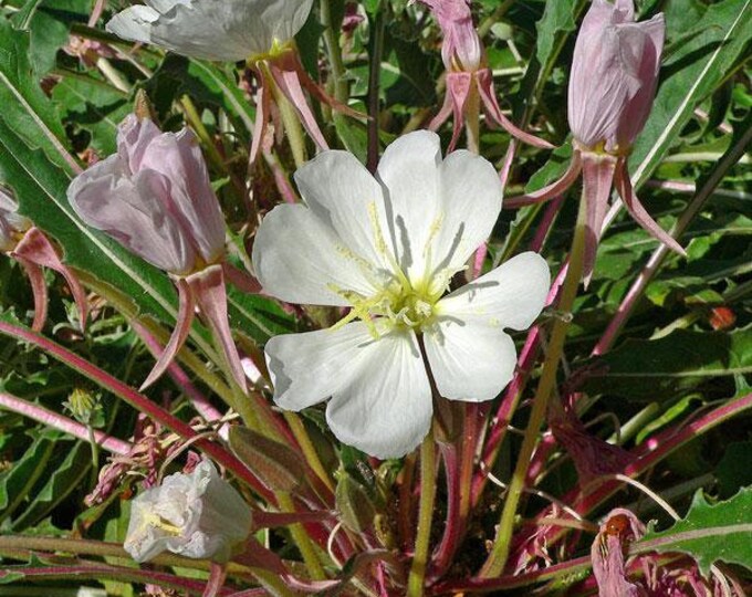 Oenothera Fruticosa Golden Sundrops Primrose Yellow Perennial 20 Seeds ...