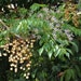 Melia Azedarach | Chinaberry Tree | Syringa Berry Tree | Cape Lilac ...