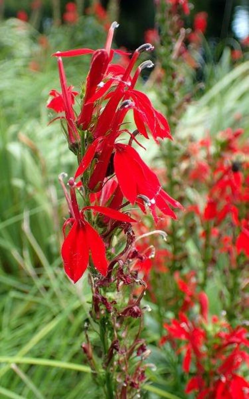 Lobelia Cardinalis Cardinal Flower Queen Victoria 20 - Etsy