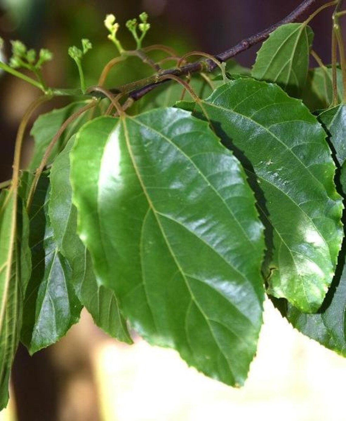 Hovenia Dulcis Honey Tree Japanese or Oriental Raisin Tree - Etsy