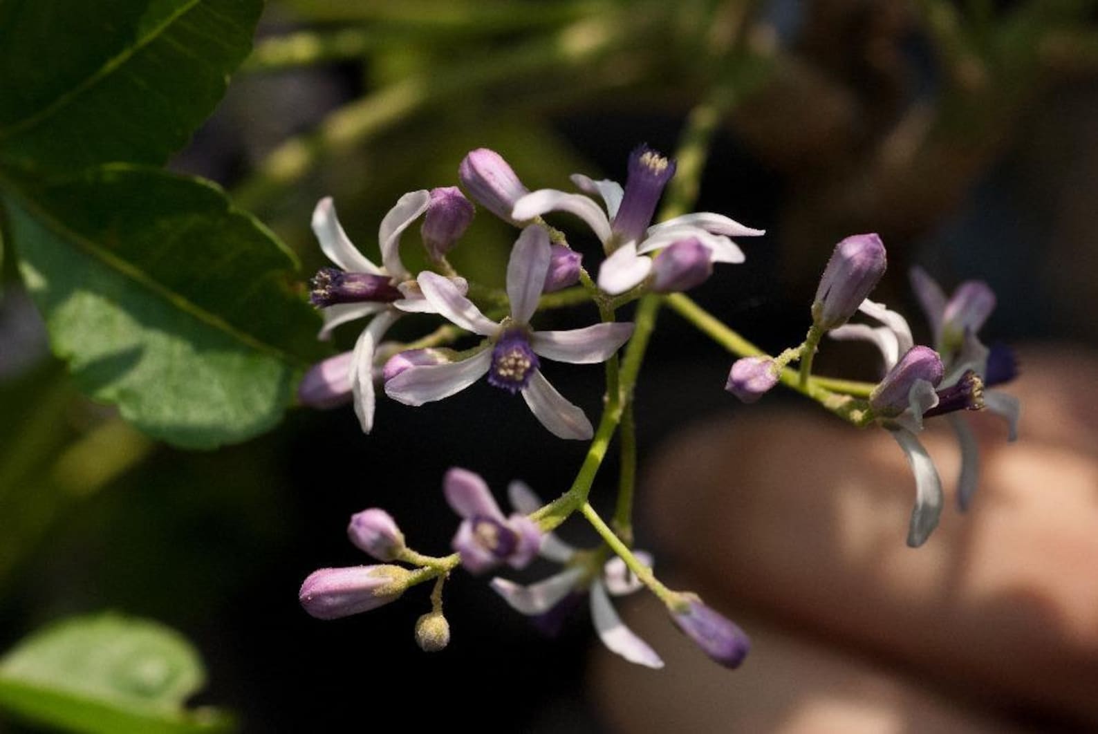 Melia Azedarach Chinaberry Tree Syringa Berry Tree Cape - Etsy Canada