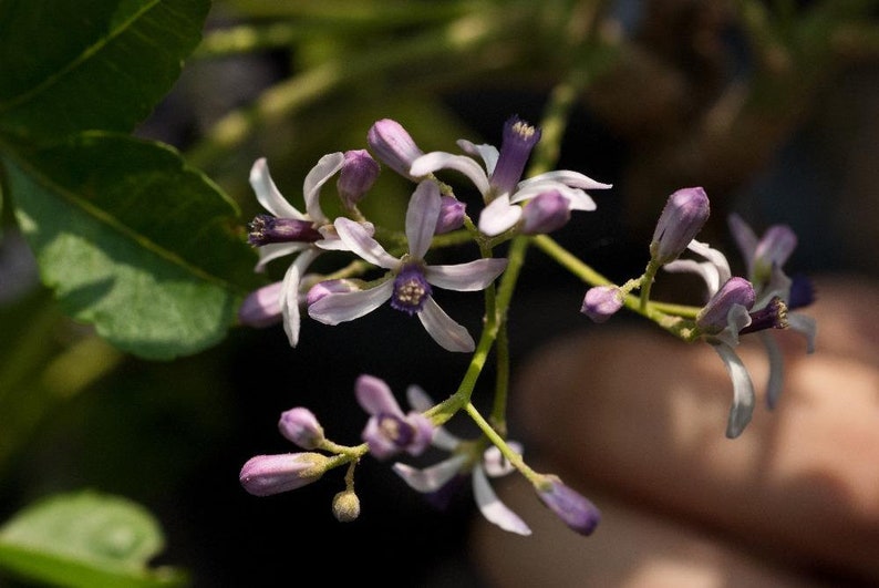 Melia Azedarach Chinaberry Tree Syringa Berry Tree Cape - Etsy