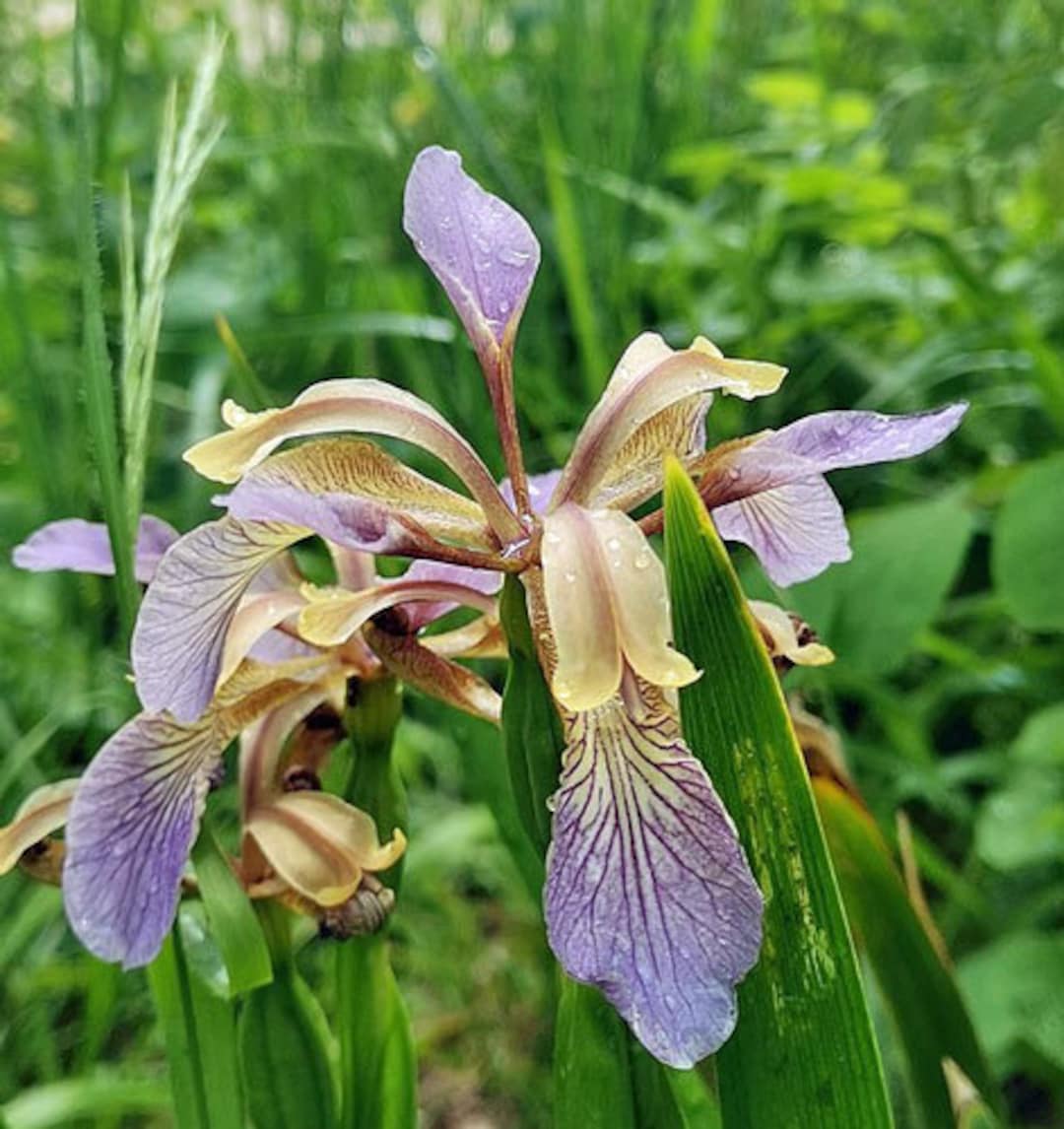 Iris Foetidissima | Stinking Iris | Roast-beef Plant | 5 Seeds - Etsy