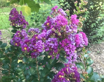 Dwarf Crape Myrtle Purple Velvet 20 Seeds - Etsy
