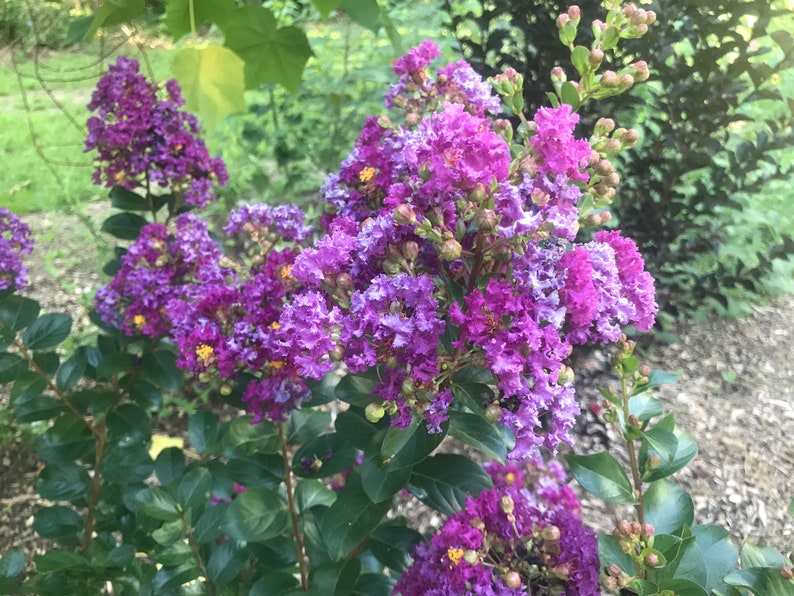 Lagerstroemia Indica 'purpurea' | Dwarf Purple Velvet Crape Myrtle ...