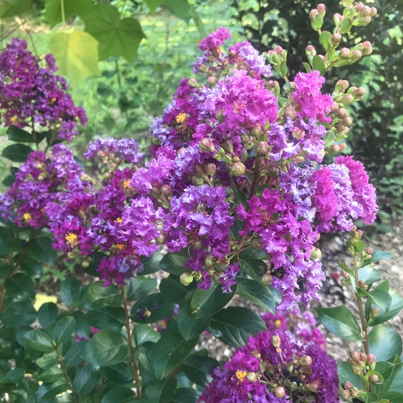Dwarf Crape Myrtle - Etsy