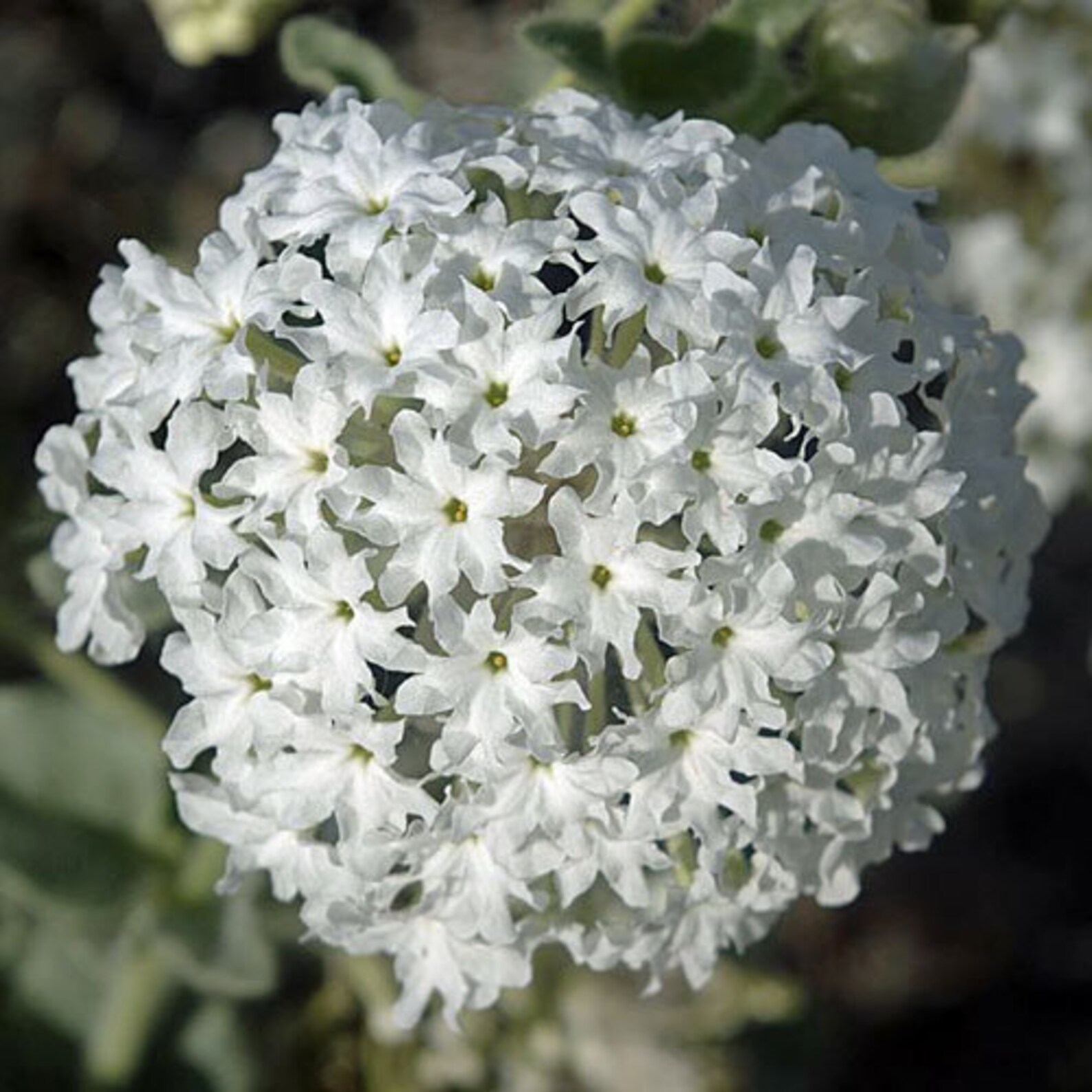 Abronia Fragrans Snowball Sand Verbena 10 Seeds - Etsy