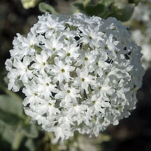 Abronia Fragrans | Snowball Sand Verbena | 10 Seeds - Etsy
