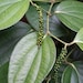 Piper Nigrum Black Pepper Piper 20 Seeds - Etsy