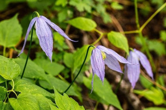 Wild Purple Clematis