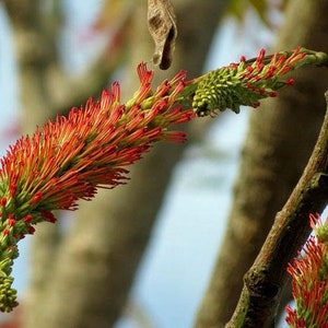 Acrocarpus Fraxinifolius | Pink Cedar | Indian or Australian Ash | 10 ...
